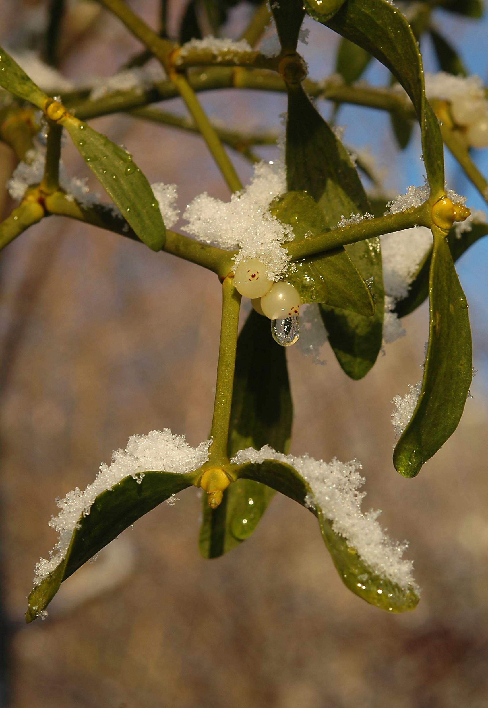 Exhibition: The botany of Christmas | The University Gardens | UiB