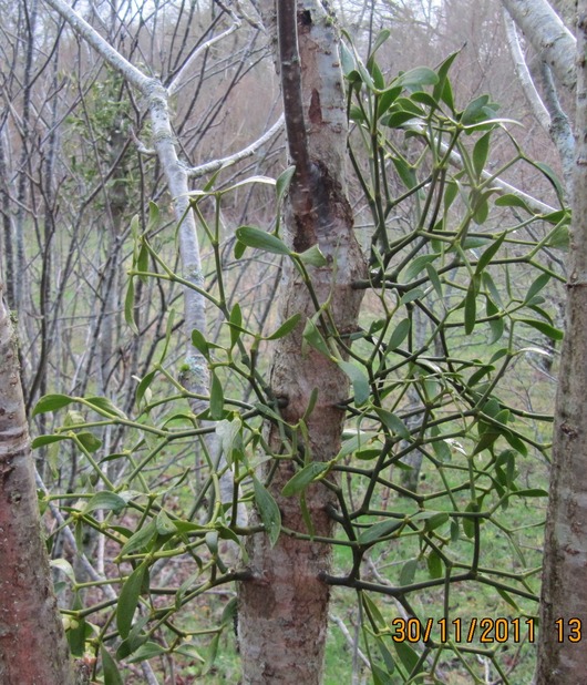 Sacred plants of love discovered at Milde | University Museum of Bergen ...