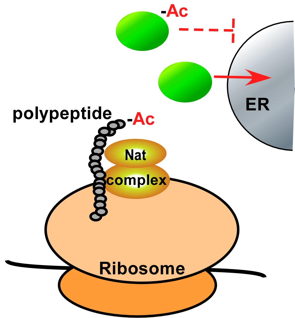 N-Terminal Acetyltransferase E