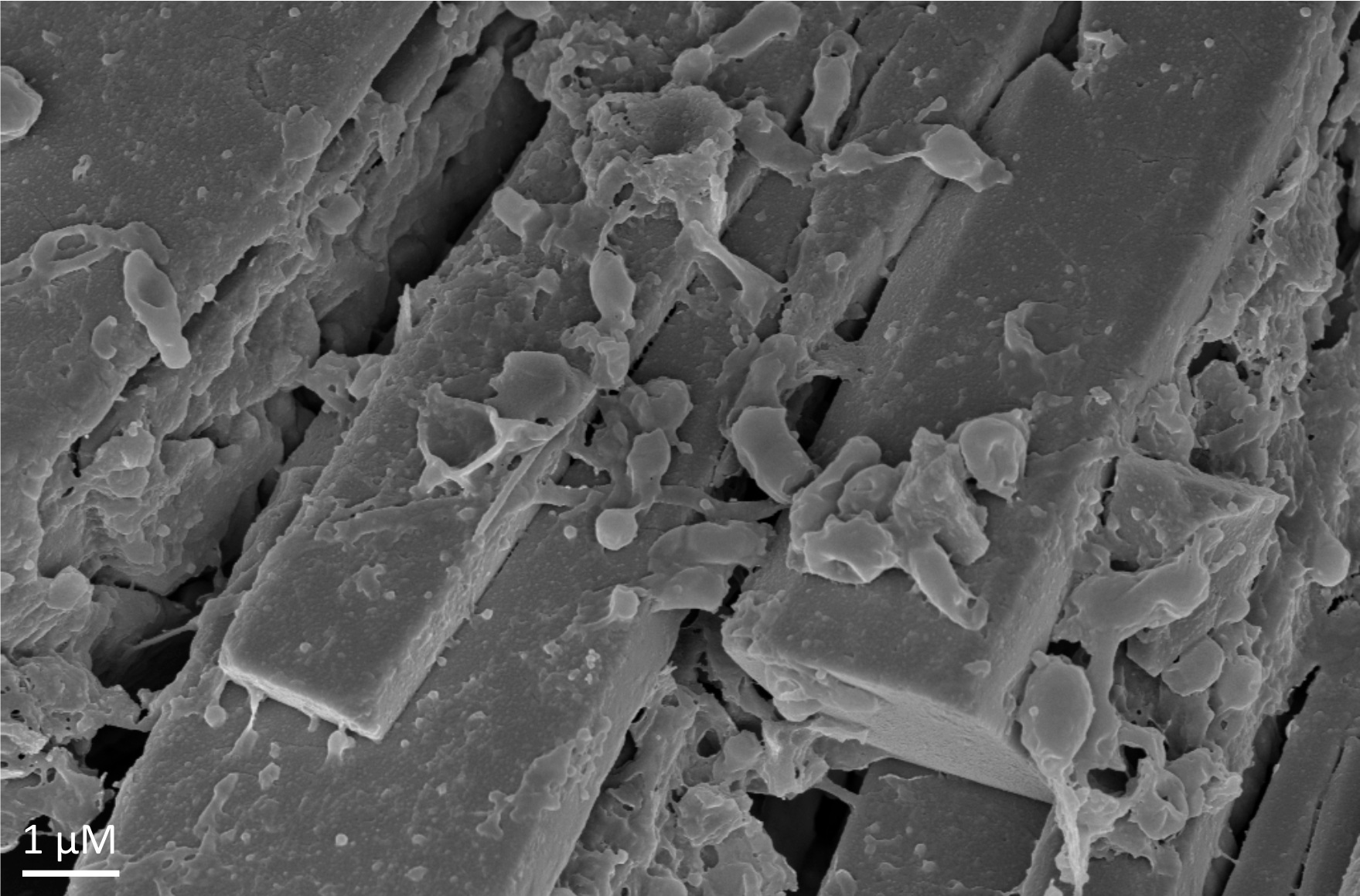 Research Overview | Centre for Geobiology | UiB