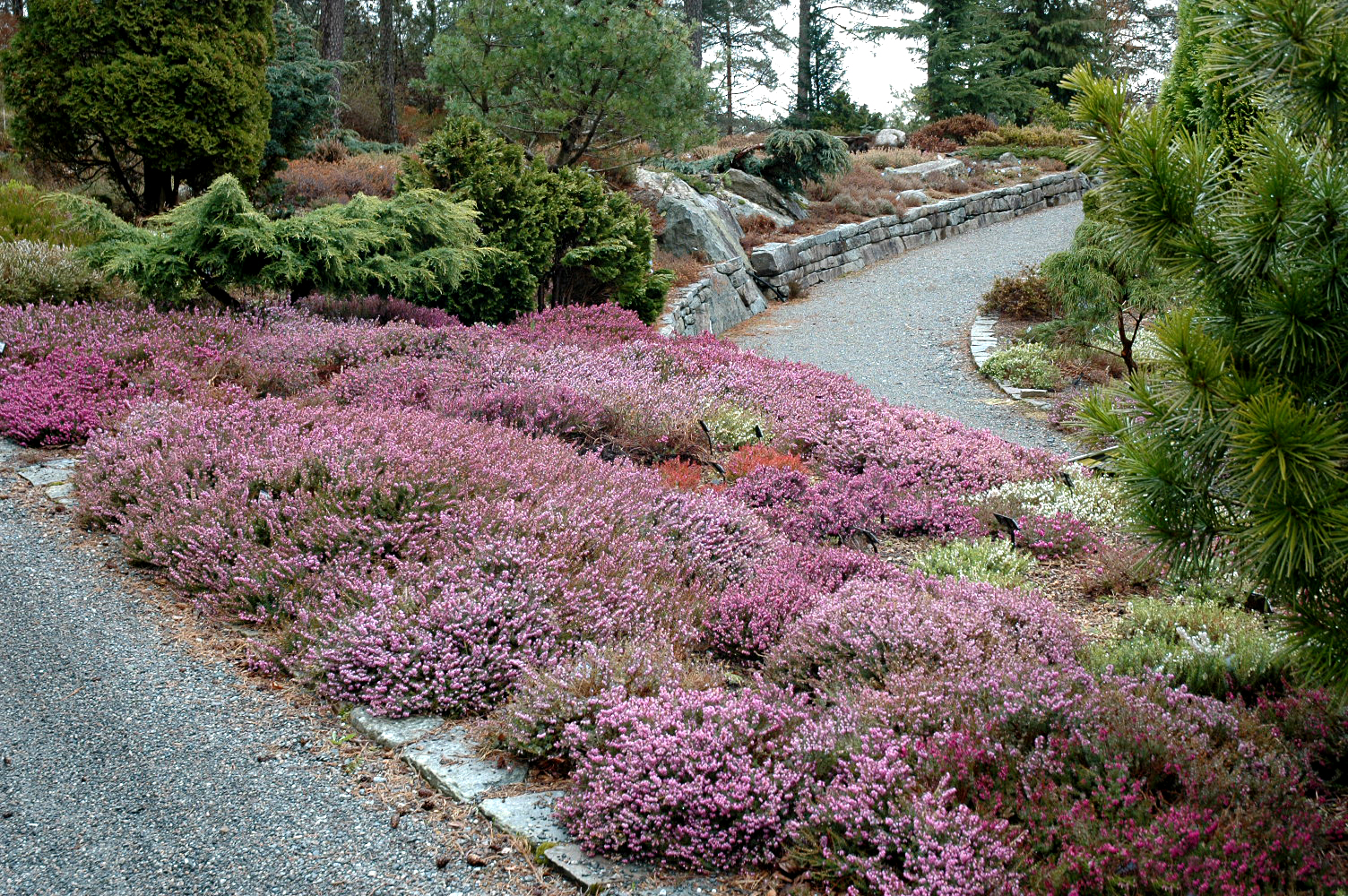The heather garden | The University Gardens | UiB