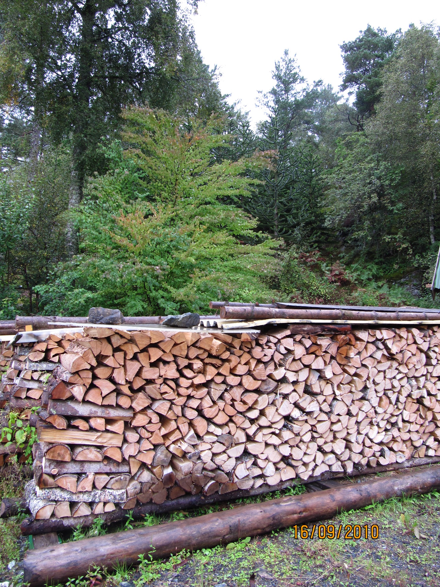 Dry firewood logs from the Arboretum | The University Gardens | UiB