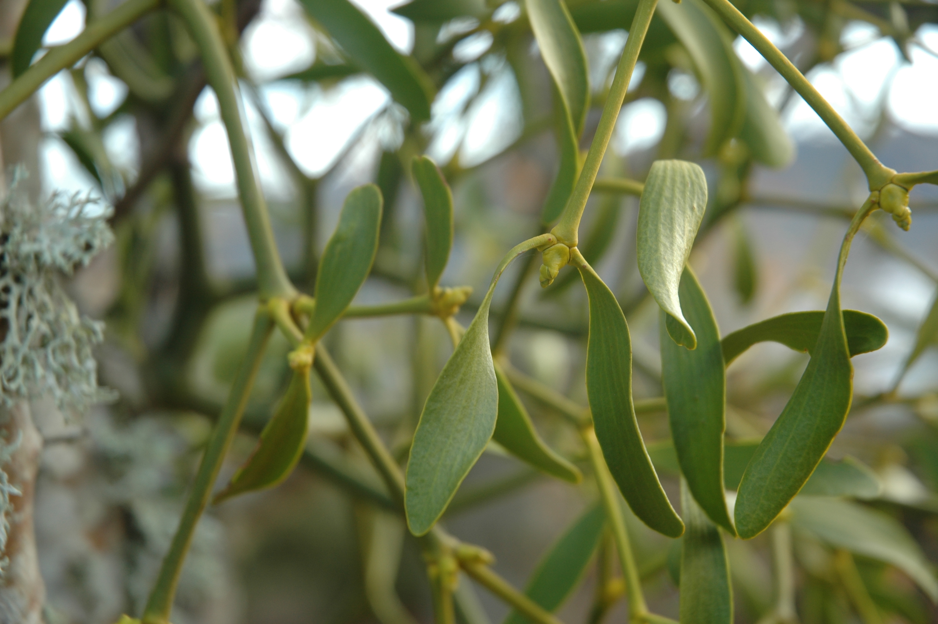 A map of Norwegian trees | The University Gardens | UiB